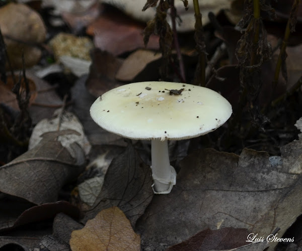 Anamita | Project Noah