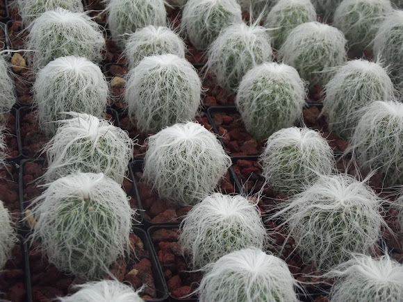 cactus viejito | Project Noah