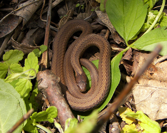Northern Redbelly Snake | Project Noah
