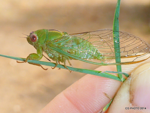 Australian Green Grocer cicada | Project Noah