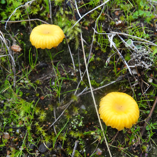 Lichenomphalia umbellifera | Project Noah