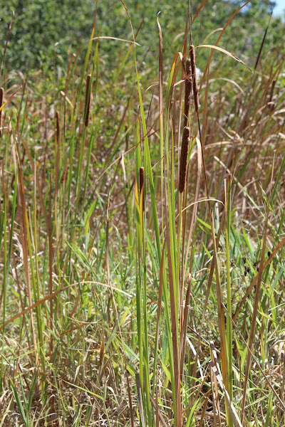 Bulrush or Cattail | Project Noah