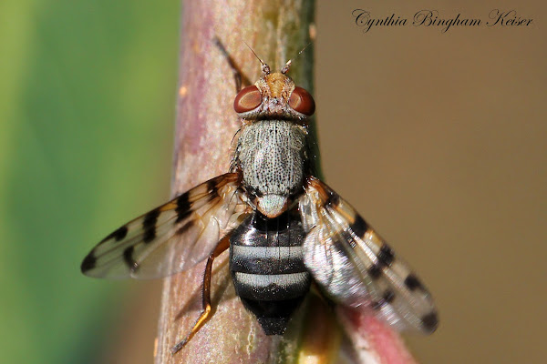 Picture-winged Fly | Project Noah