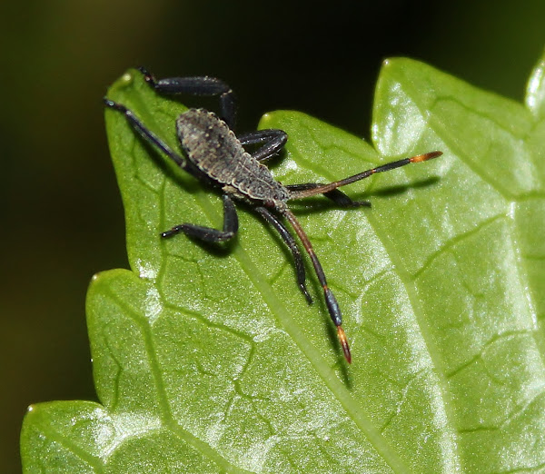 Twig Wilter | Project Noah