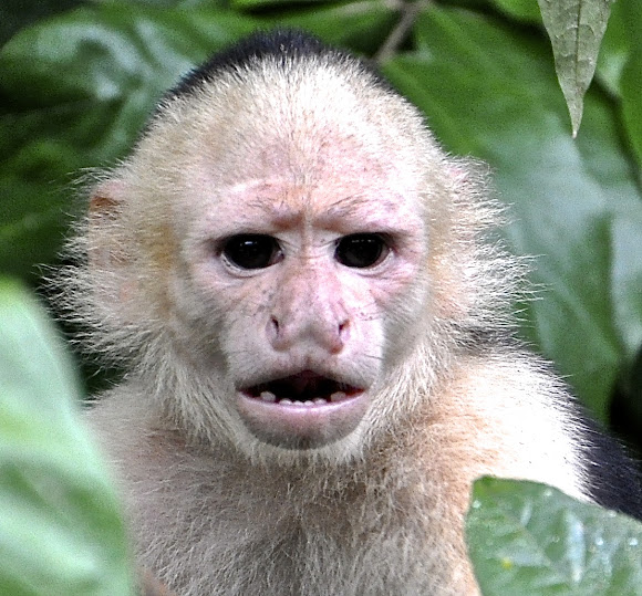 White-Throated Capuchin Monkey | Project Noah