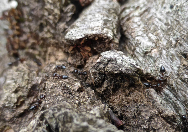 Acrobat Ants | Project Noah