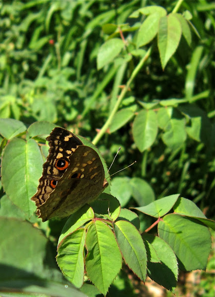 Lemon pansy | Project Noah