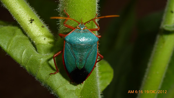 Red-bordered Stink Bug | Project Noah