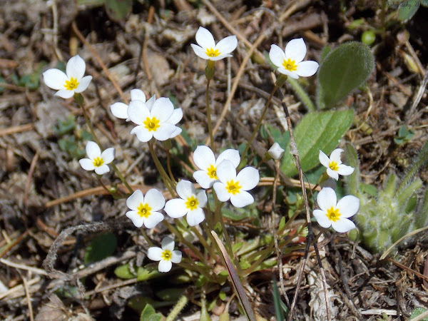 Azure Bluet | Project Noah