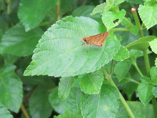 Lesser Dart | Project Noah