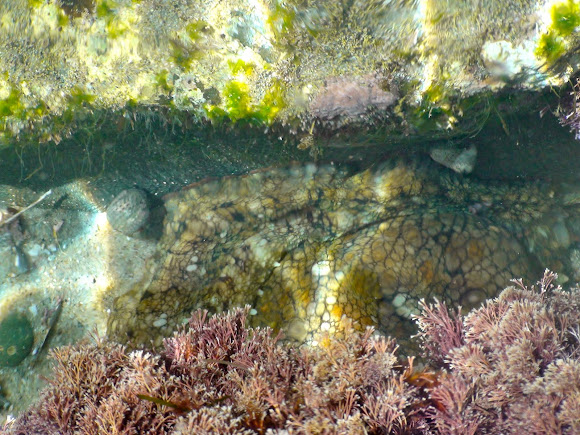 California Two-spot Octopus | Project Noah