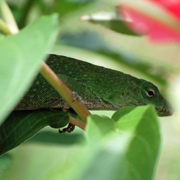 Green tree Anole | Project Noah
