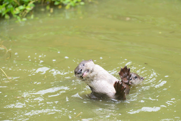 otter | Project Noah