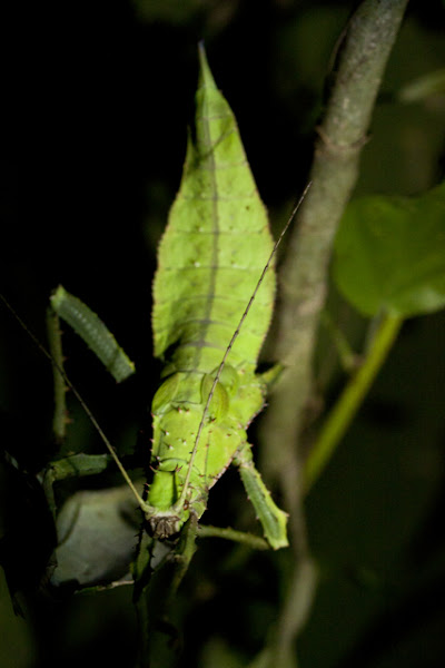 Green Nymph | Project Noah