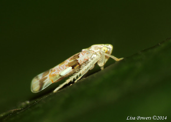 Leafhopper | Project Noah