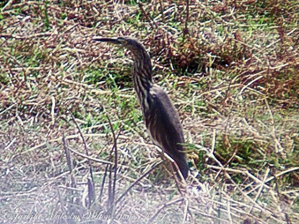 Indian Pond Heron | Project Noah