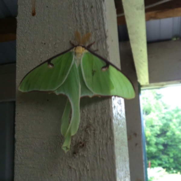 Luna moth | Project Noah