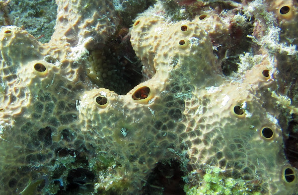 Smenospongia aurea | Project Noah