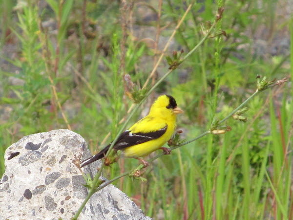 American Goldfinch | Project Noah
