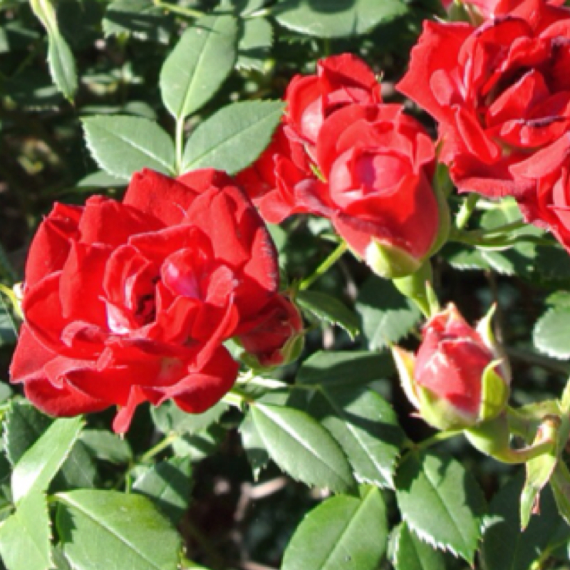 Red Cascade Rose | Project Noah