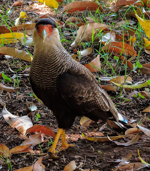 Caracará(Southern Caracara) | Project Noah
