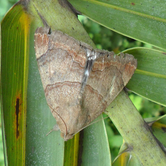 Castor Semi-Looper | Project Noah