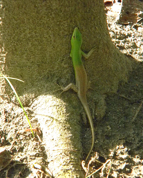 green tree skink | Project Noah