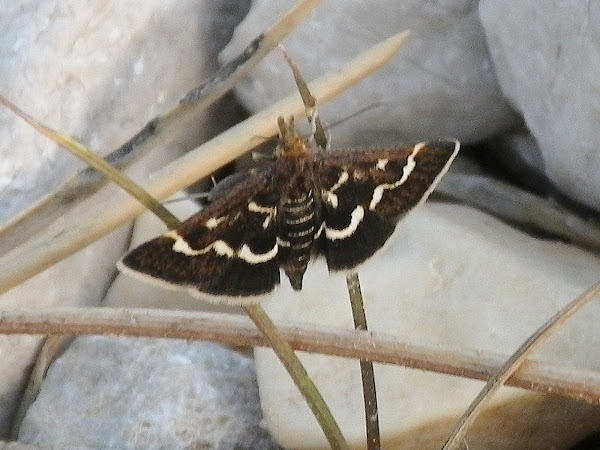 Pyrausta Moth | Project Noah