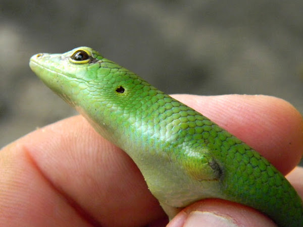 green tree skink | Project Noah