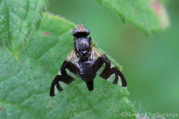 Tephritid Fruit Fly | Project Noah