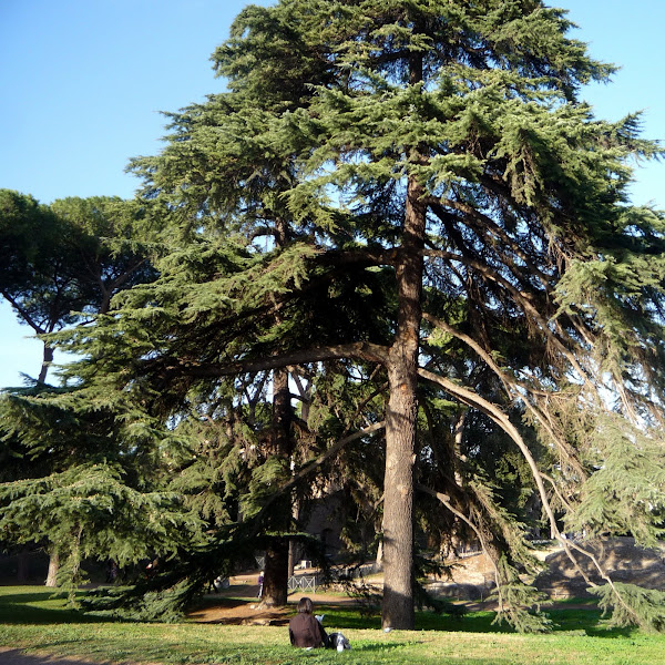Cedro del Atlas, cedro plateado o cedro atlántico | Project Noah