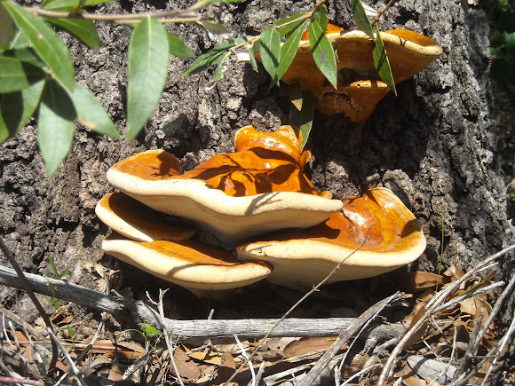 Hemlock Polypore Fungi | Project Noah