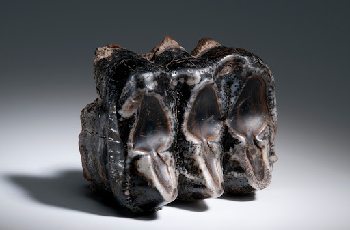 Mastodon Tooth — Google Arts & Culture