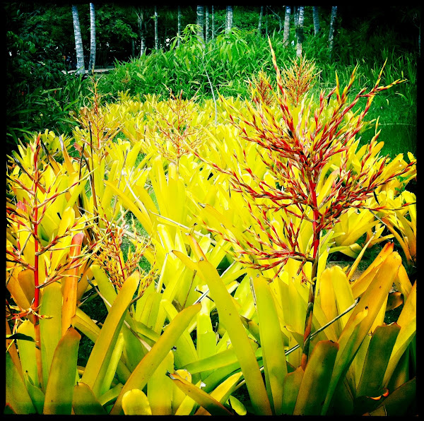 Bromélia (Bromelia) | Project Noah