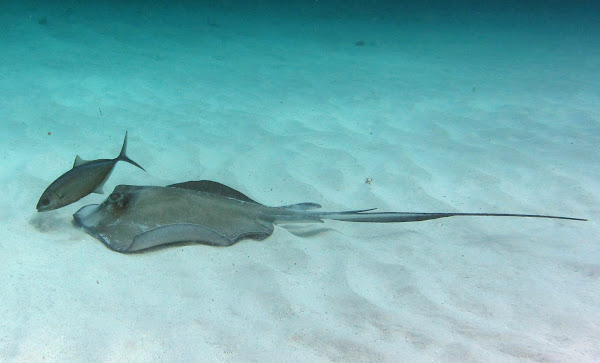 Southern Stingray | Project Noah