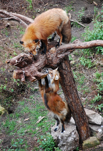 Red Fox | Project Noah