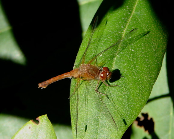 Cardinal Meadowhawk | Project Noah