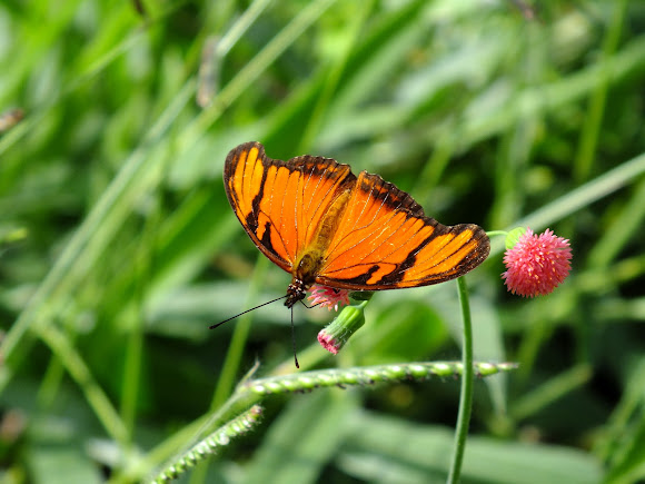 Juno Longwing or Juno Silverspot | Project Noah