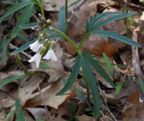 Cut-leaf Toothwort | Project Noah