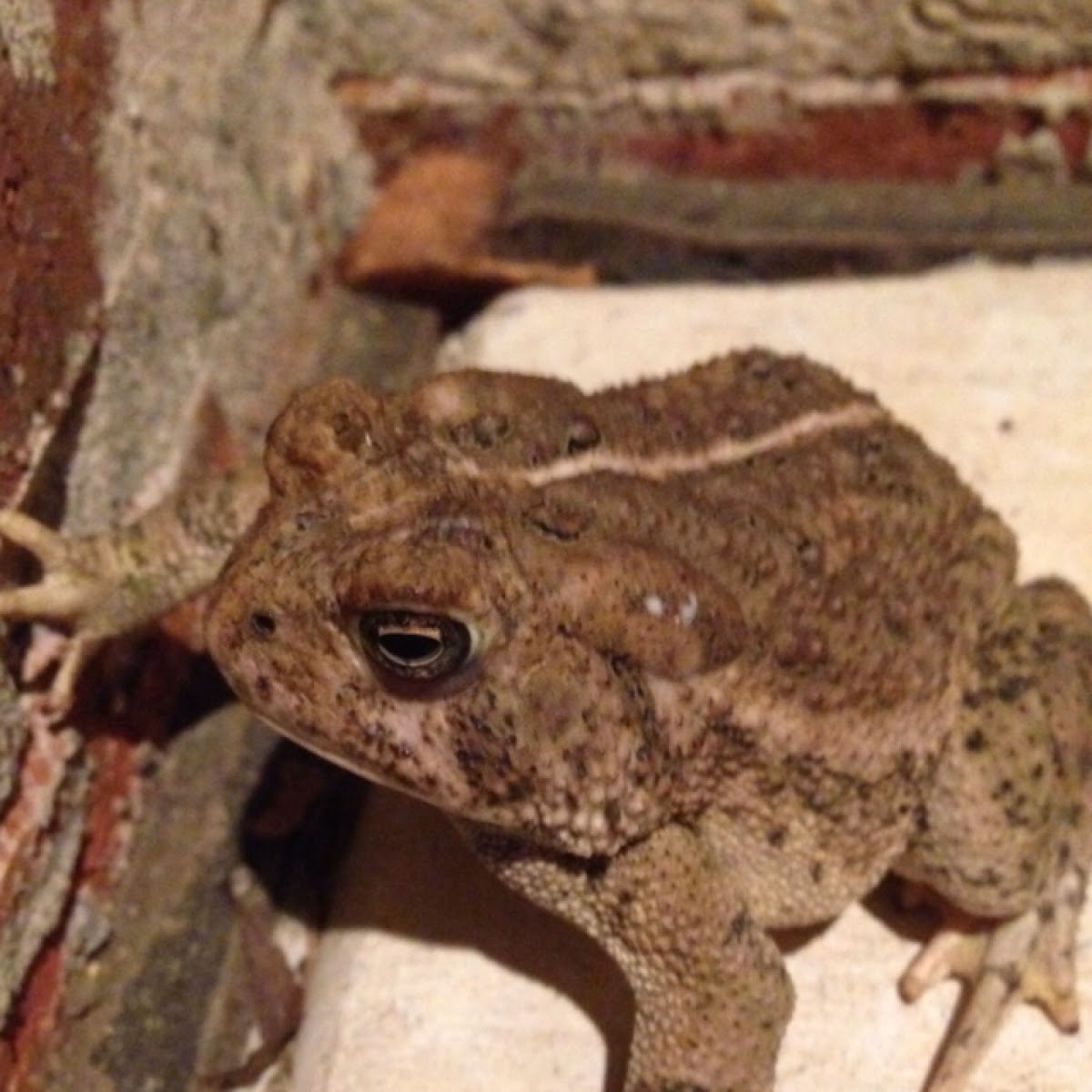 American Toad | Project Noah