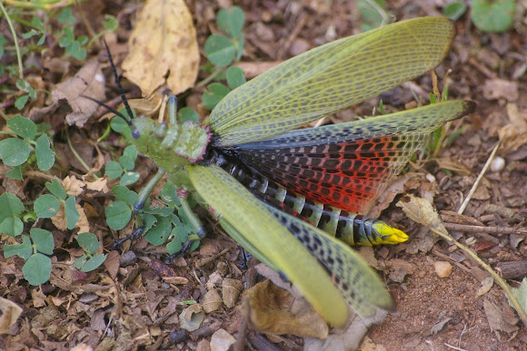 Green Milkweed Locust or African Bush Grasshopper | Project Noah