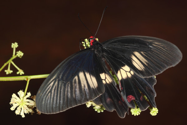 Red-bodied Swallowtail | Project Noah
