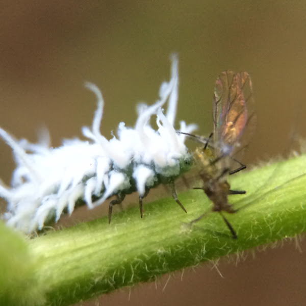 Mealybug destroyer | Project Noah