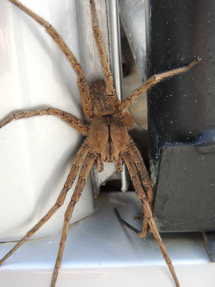 Brazilian Wandering Spider/Banana Spider | Project Noah