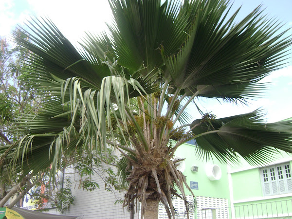 Carnaúba | Project Noah