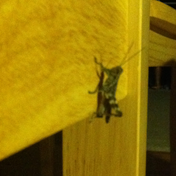 Cricket | Project Noah