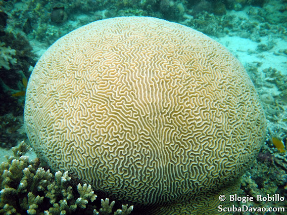 Lesser Valley Coral | Project Noah