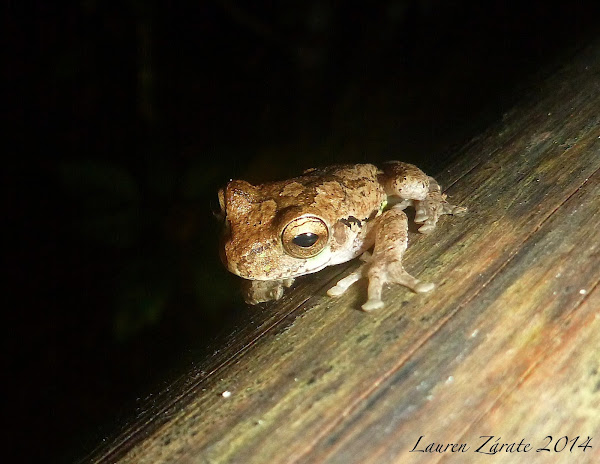 Mexican Tree Frog | Project Noah