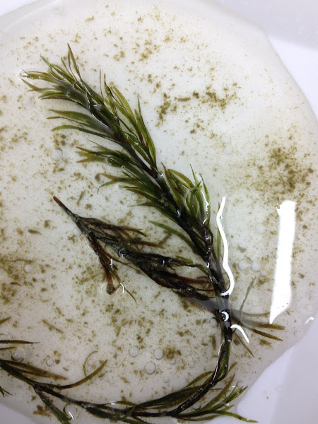 Southern Naiad | Project Noah