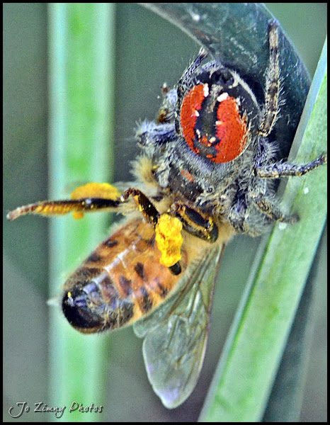 Red Backed Jumping Spider | Project Noah